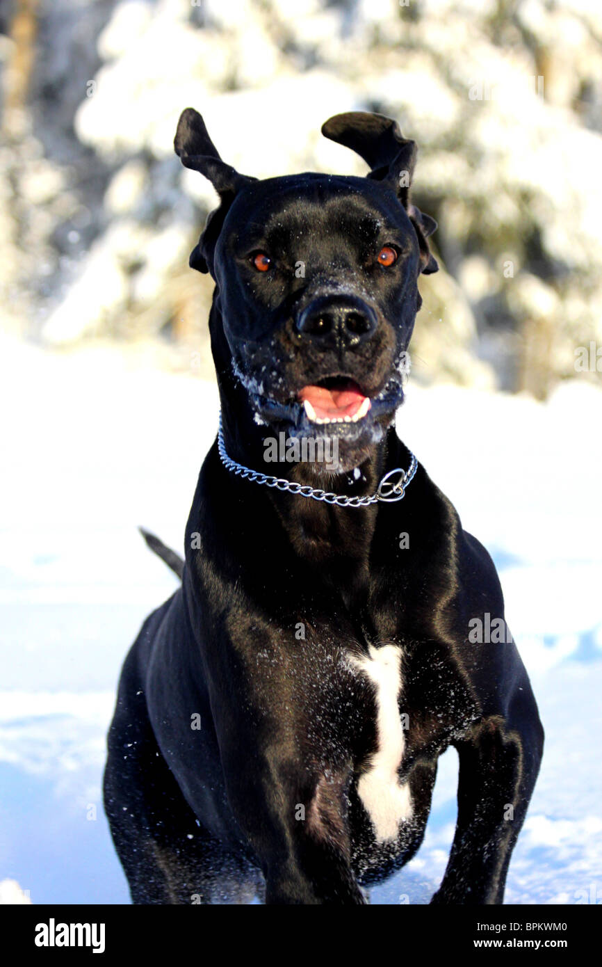 Happy great dane hi-res stock photography and images - Alamy