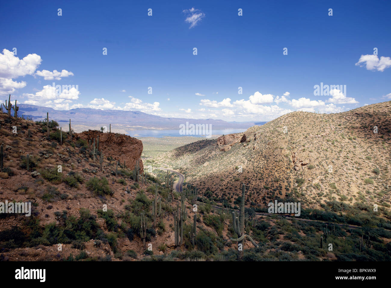 Arizona desert landscape with cactus and sunny blue sky Stock Photo - Alamy