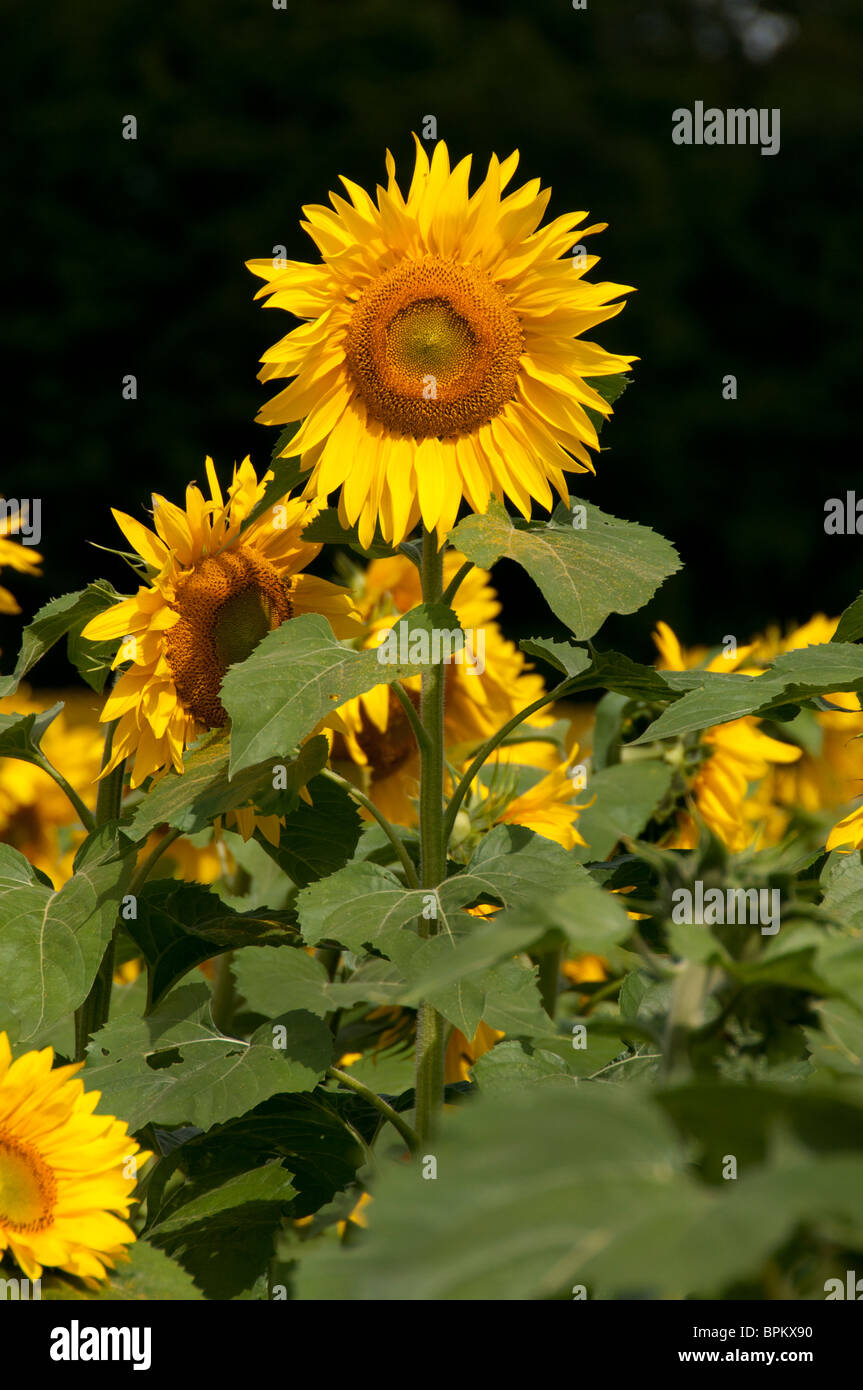 Sunflower standing tall Stock Photo - Alamy
