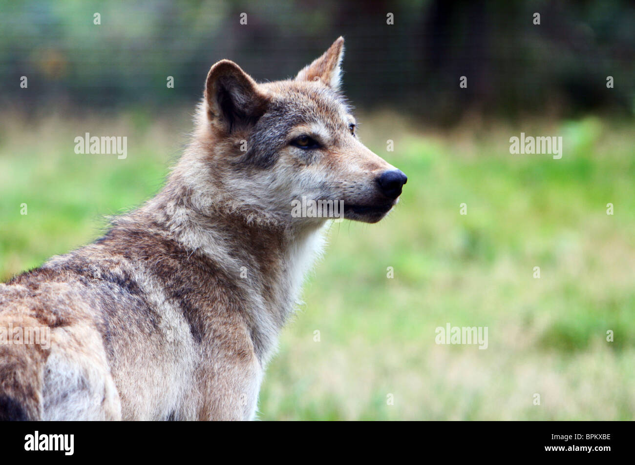 North american wolf hi-res stock photography and images - Alamy