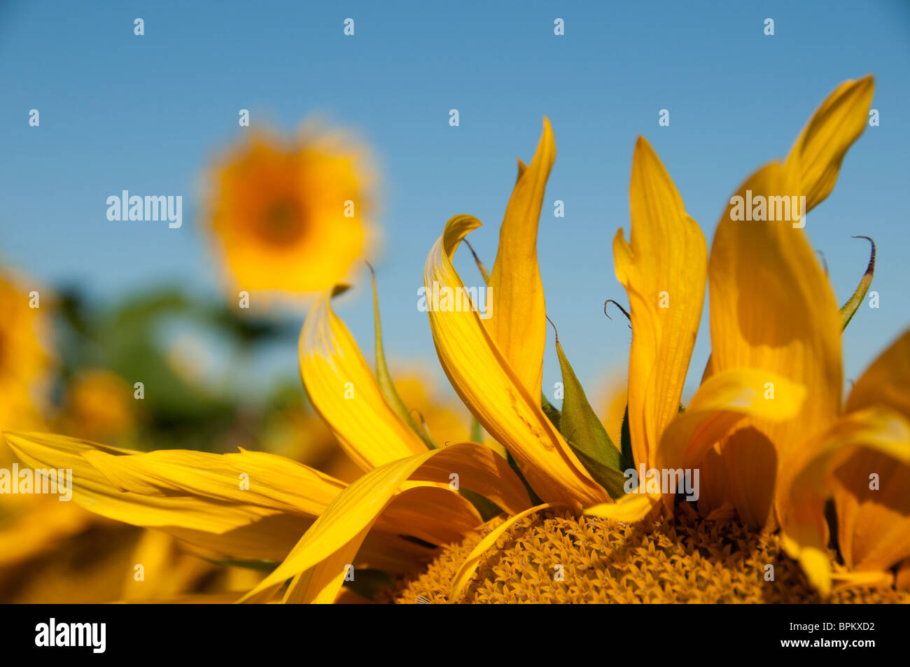 Sunflower standing tall Stock Photo - Alamy