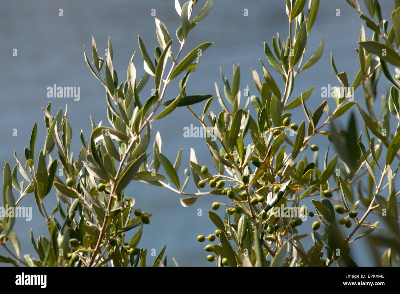 Olive tree against the ocean Stock Photo - Alamy