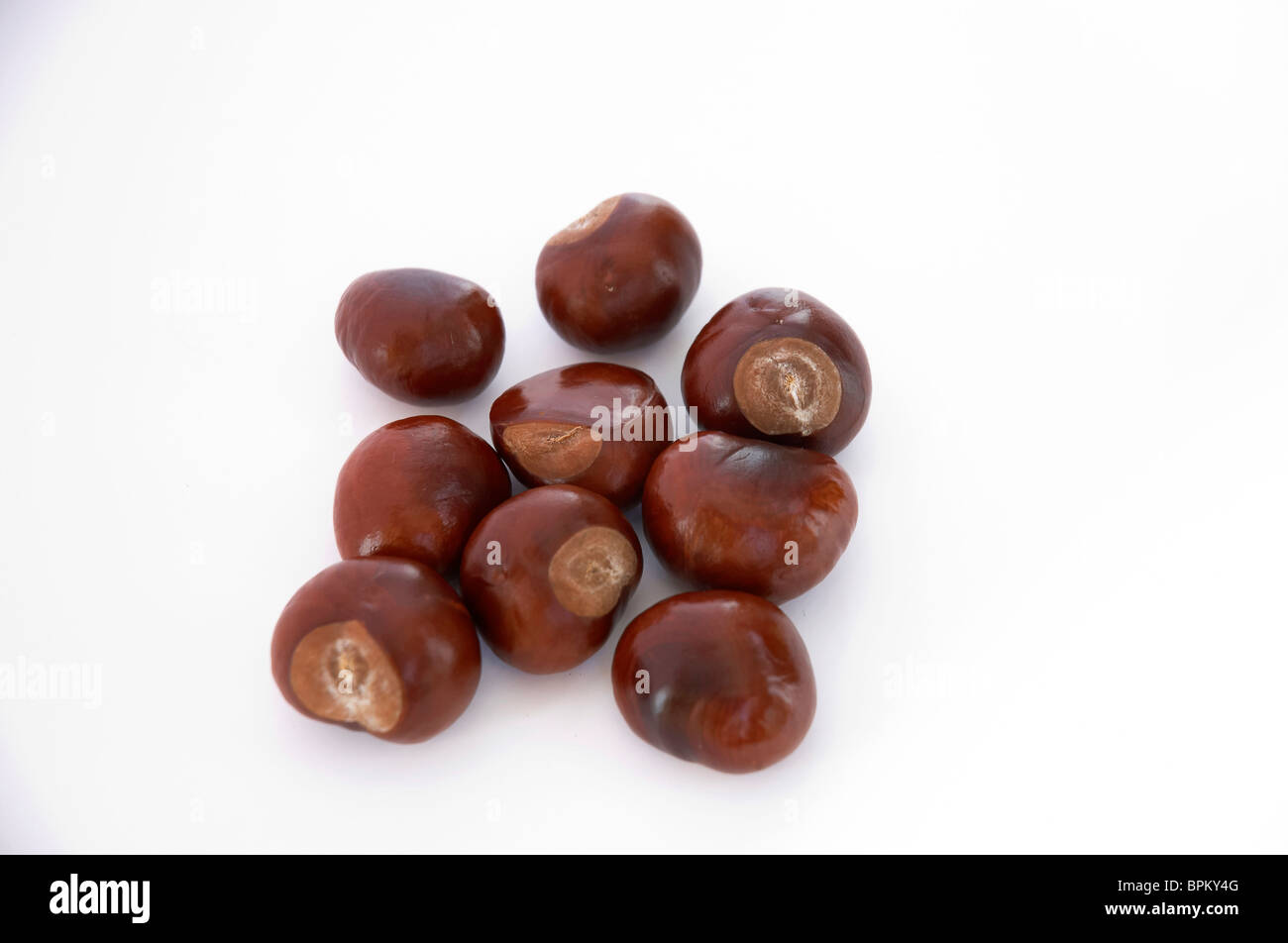 conkers on a white background- isolated Stock Photo - Alamy