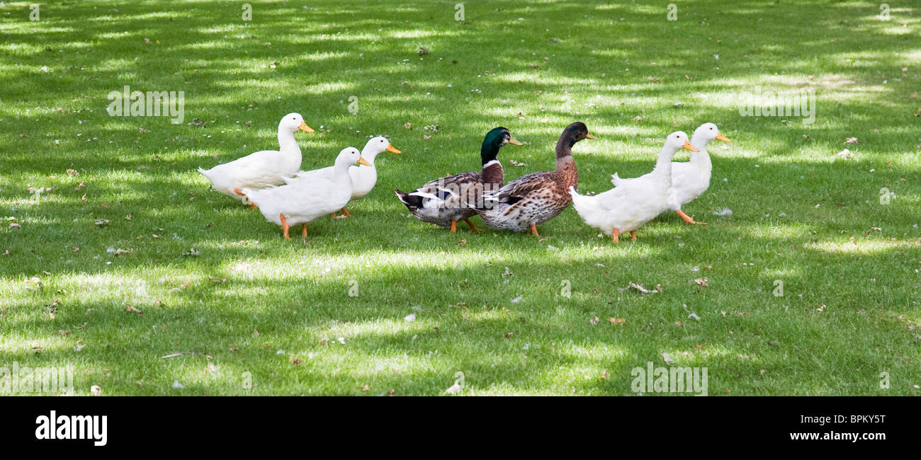 Seven ducks hi-res stock photography and images - Alamy