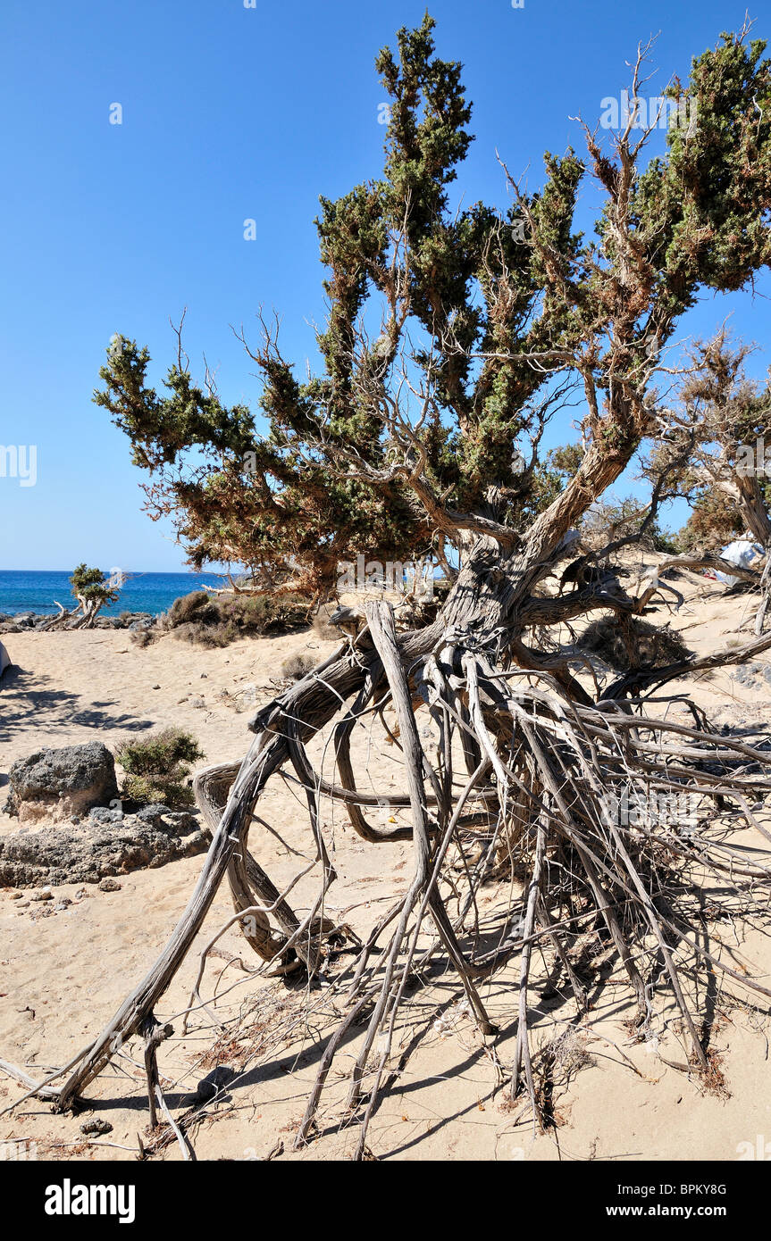 Cedar by the sea hi-res stock photography and images - Alamy