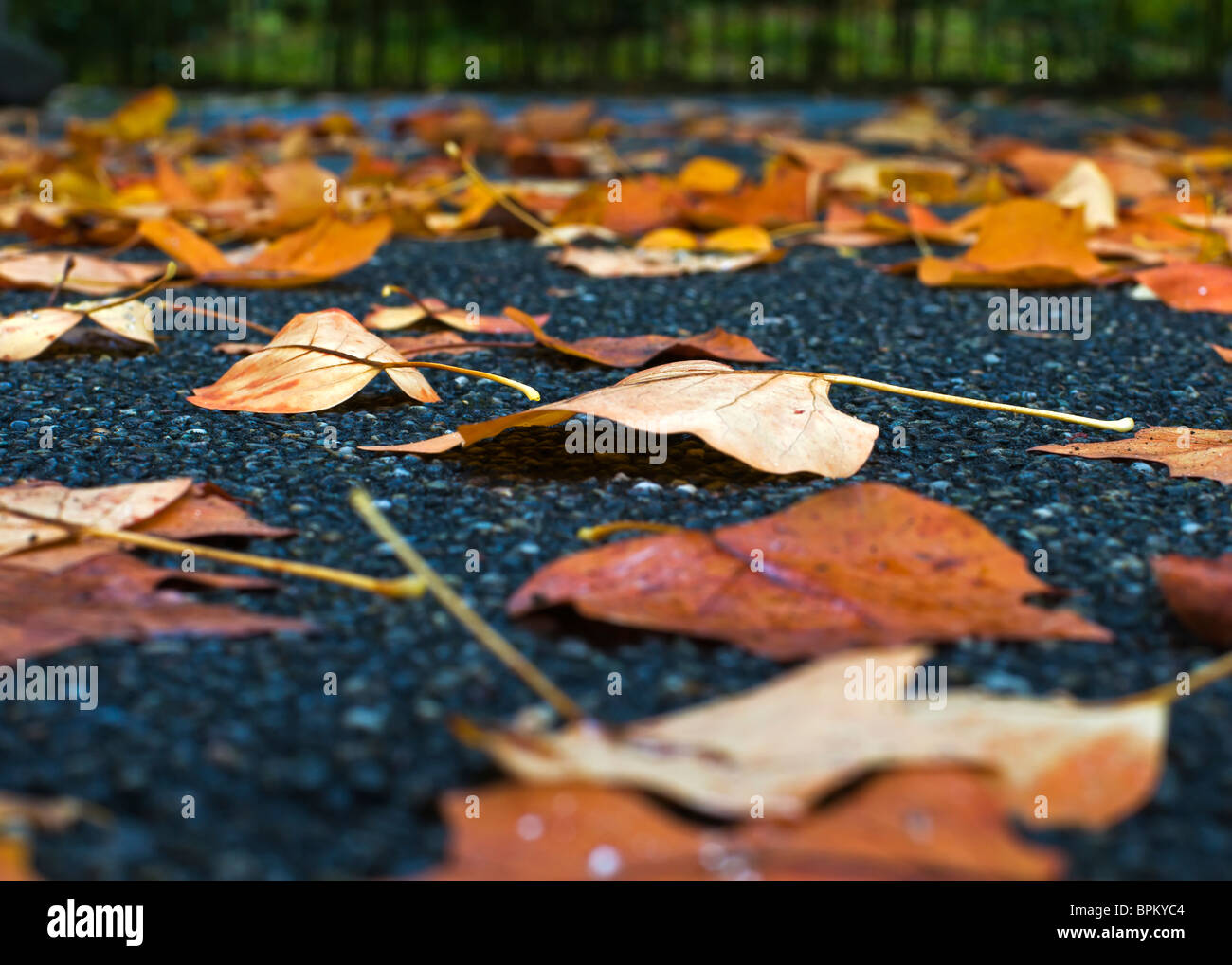 Fallen leaves cover the pavement during the autumn season Stock Photo ...