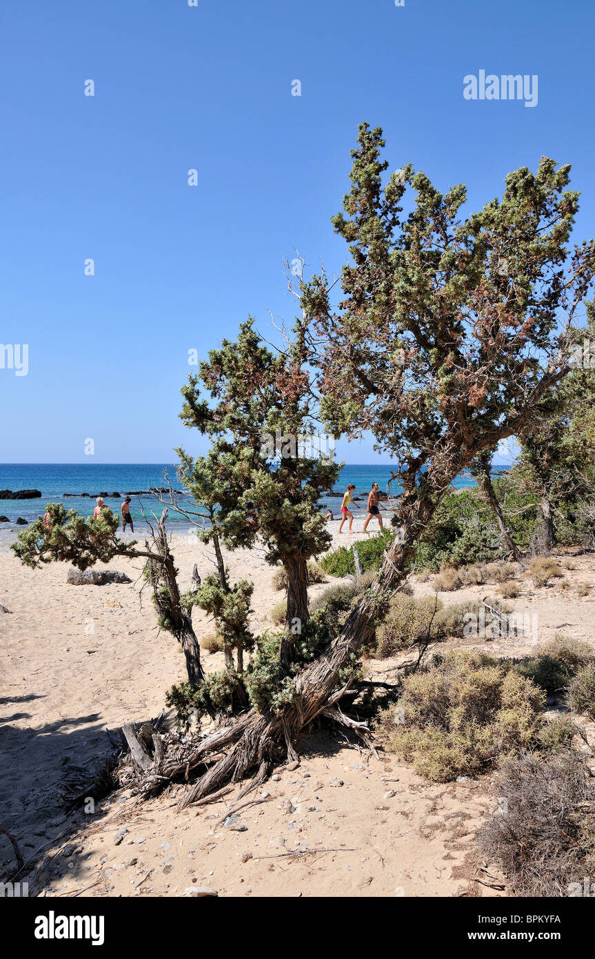 Cedar forest, Elafonisi, Chania prefecture, Crete island, Greece Stock ...
