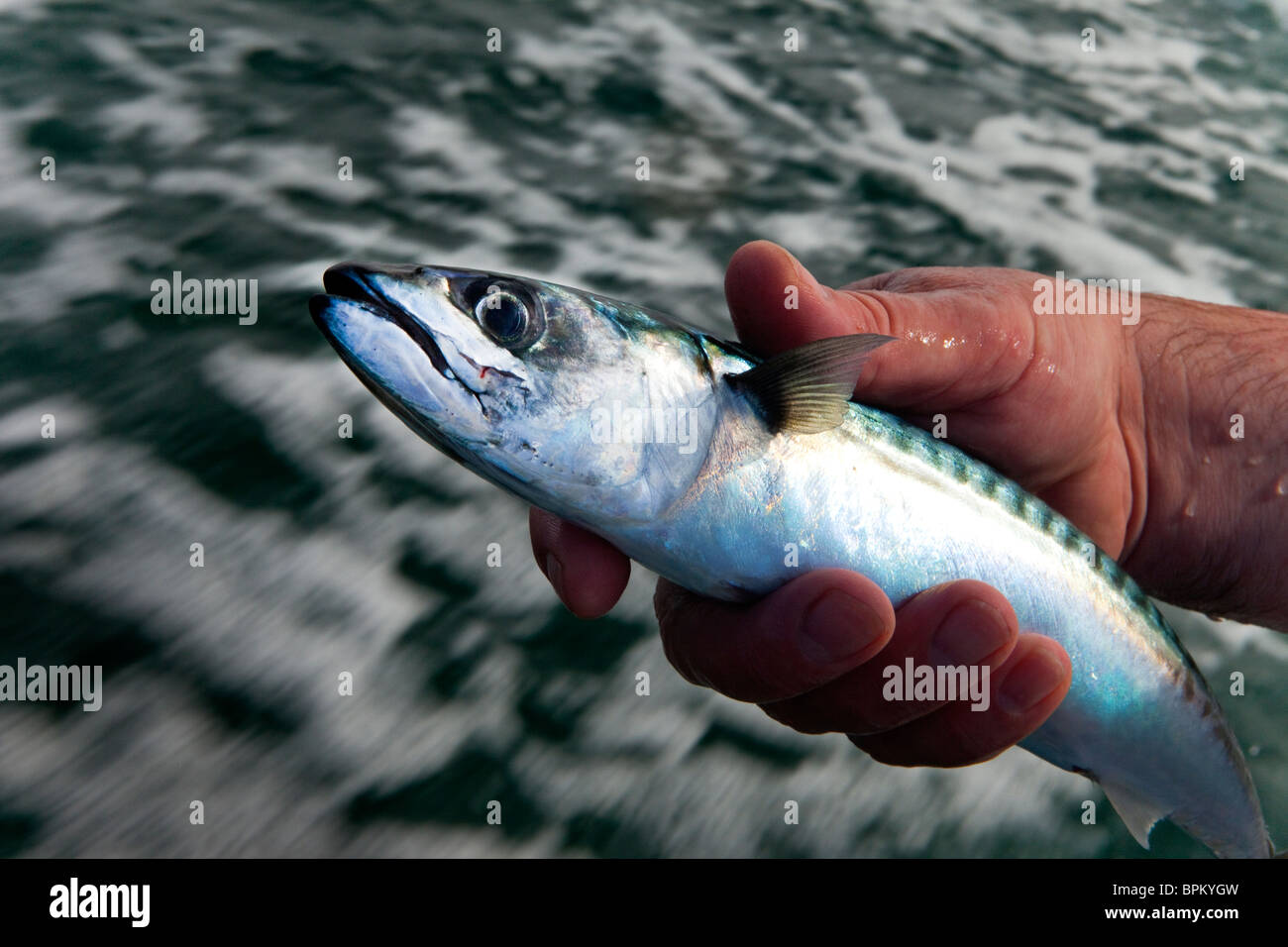 Mackerel Fishing by boat, Tenby, Pembrokeshire, West Wales, UK Stock ...