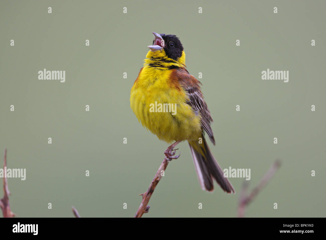 Black-headed Bunting /Emberiza melanocephala/, finches, Fringillidae ...