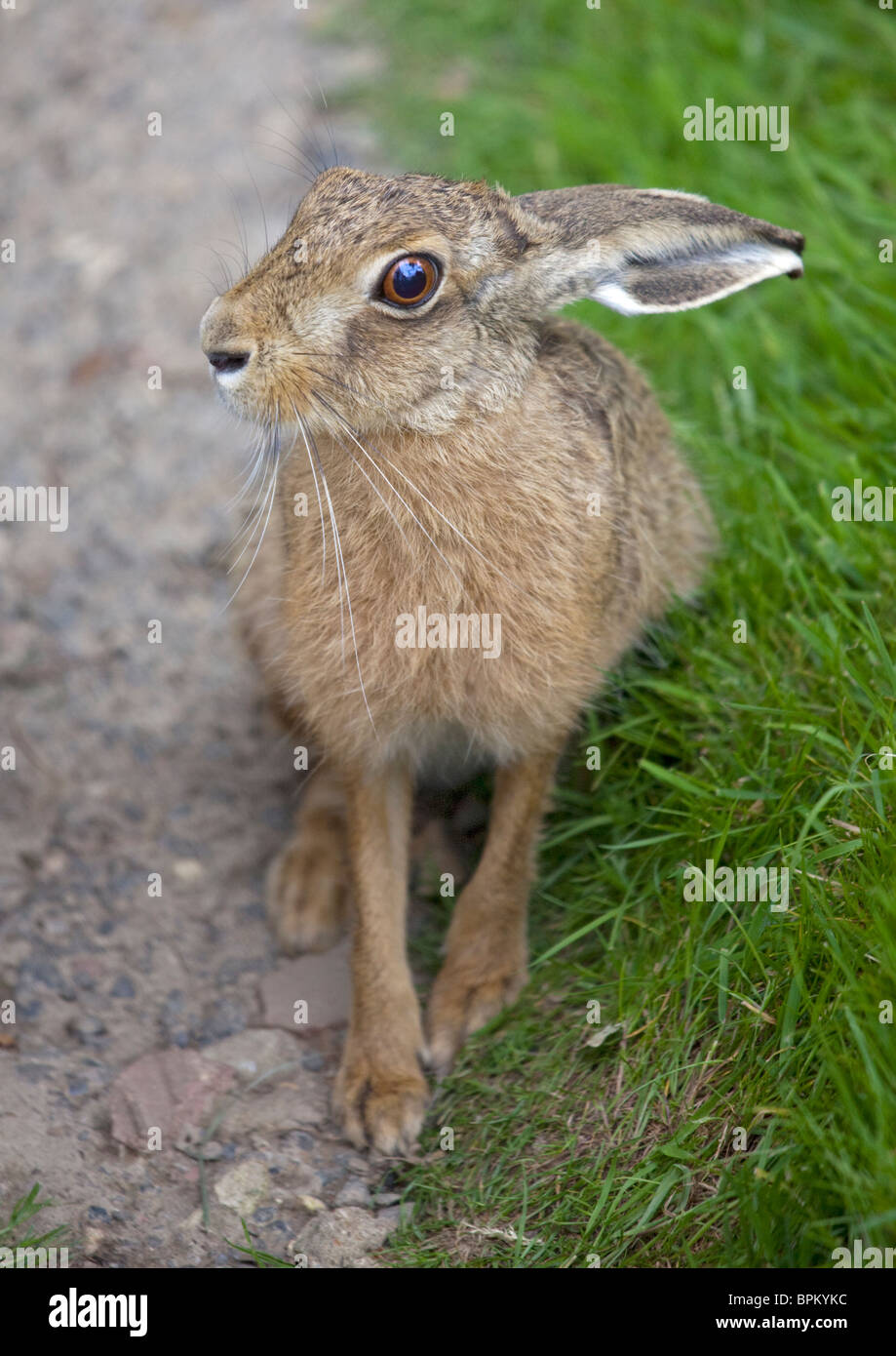 European Hare (lepus europaeus Stock Photo - Alamy
