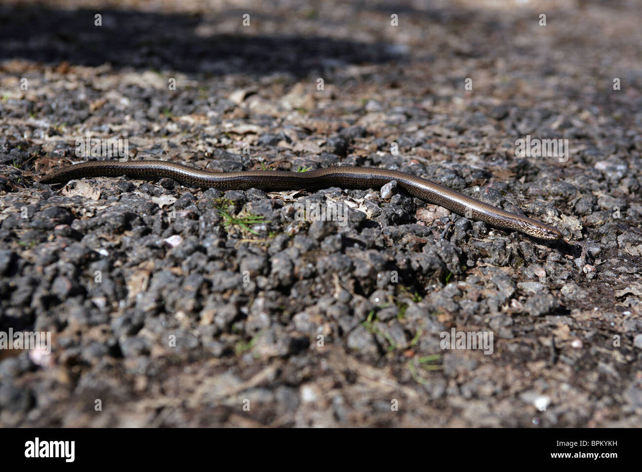 Slow worm crossing tarmac in Scotland Stock Photo - Alamy