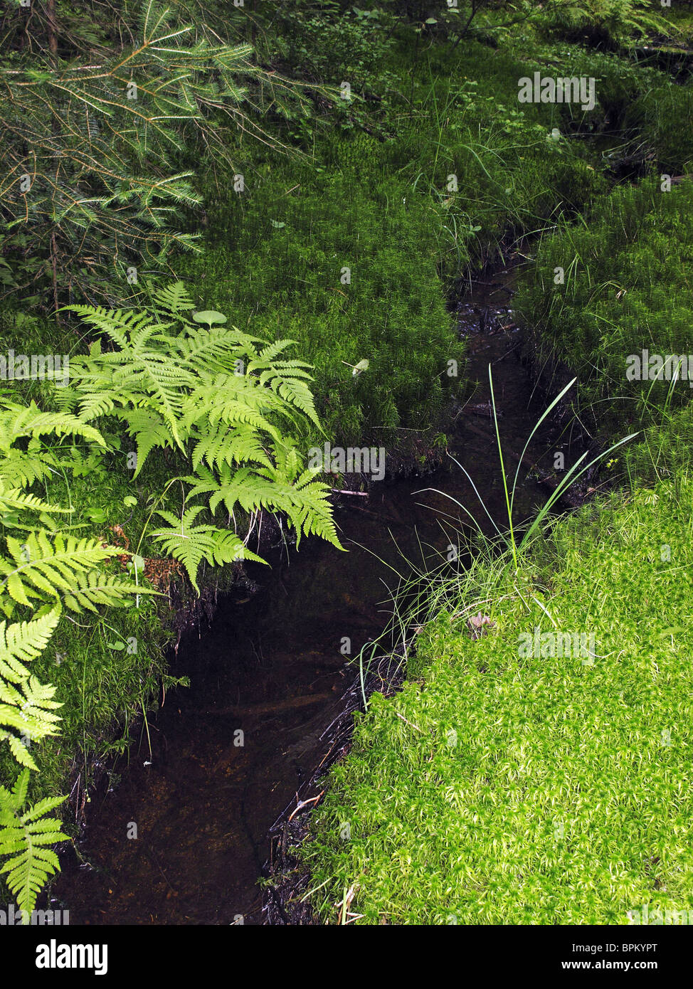 Wetland fern hi-res stock photography and images - Alamy