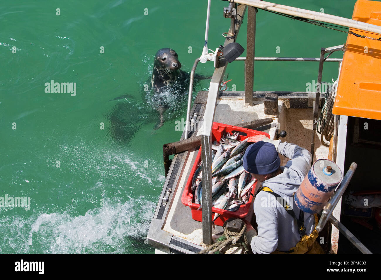 Seal & Fish 2 Stock Photo - Alamy