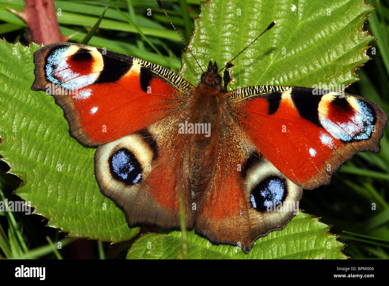 Peacock Butterfly Inachis io Family Nymphalidae Stock Photo - Alamy
