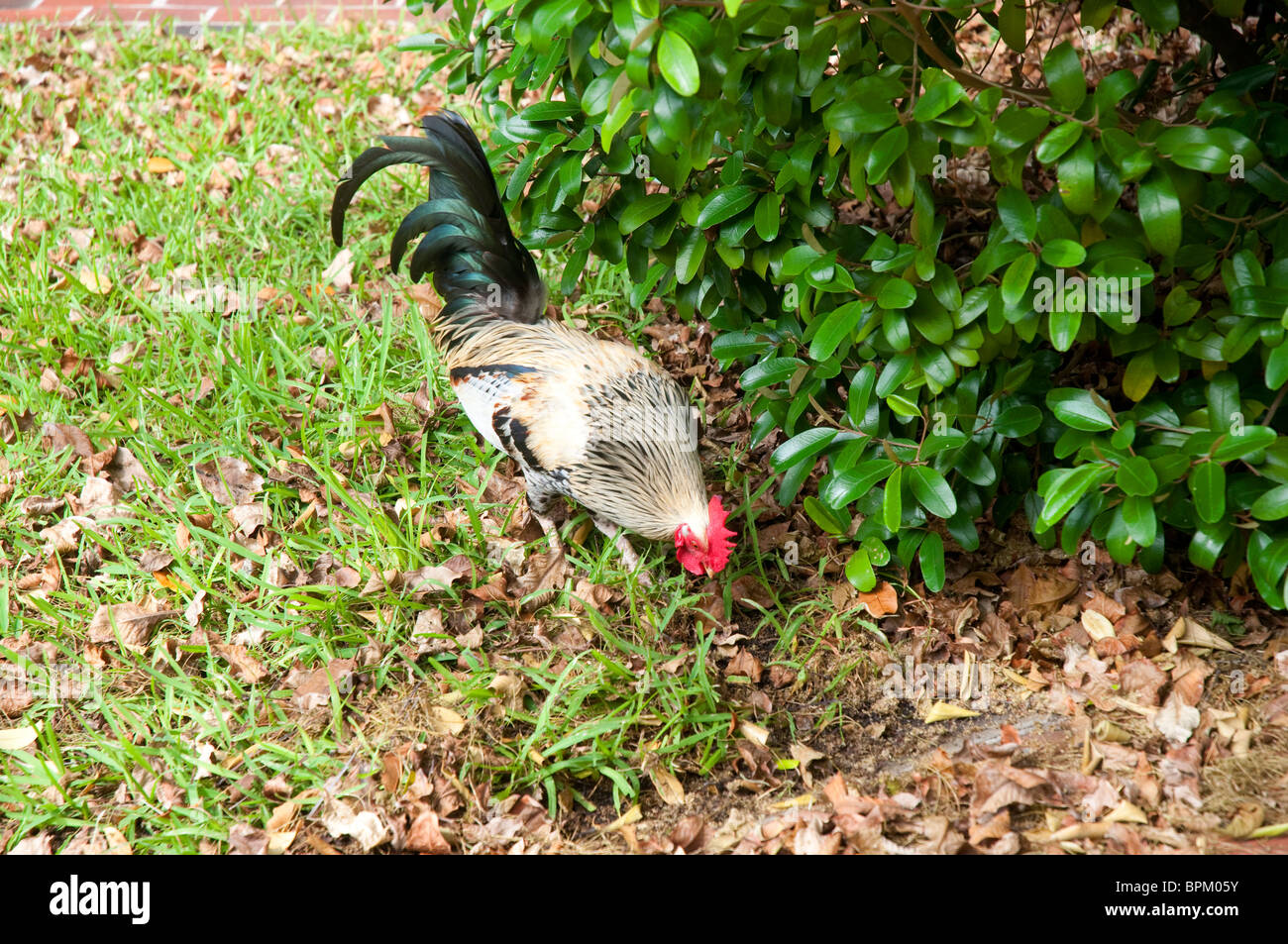Key west chickens hi-res stock photography and images - Alamy