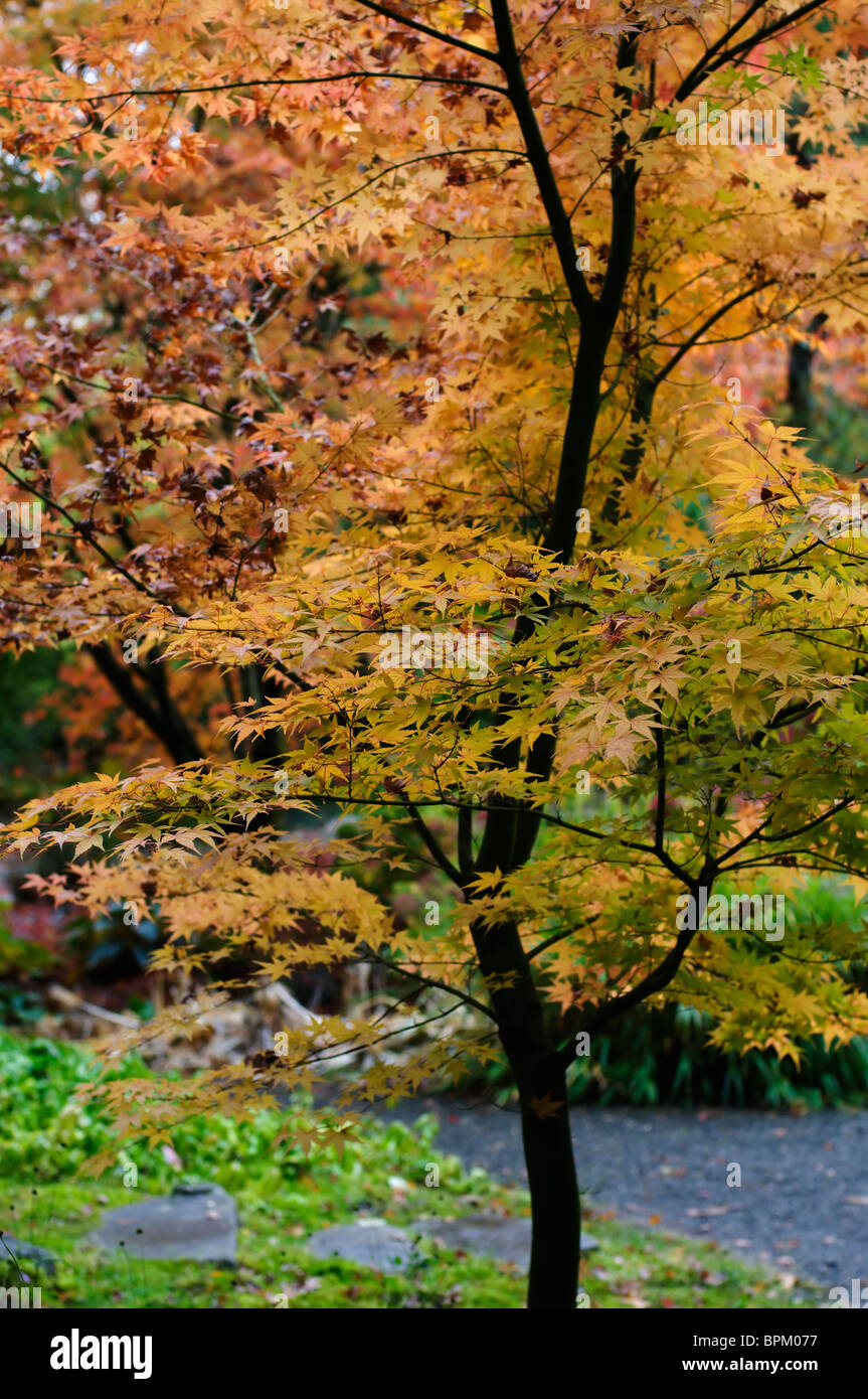 Maple tree filled with beautiful fall foliage in Olympia, Washington ...