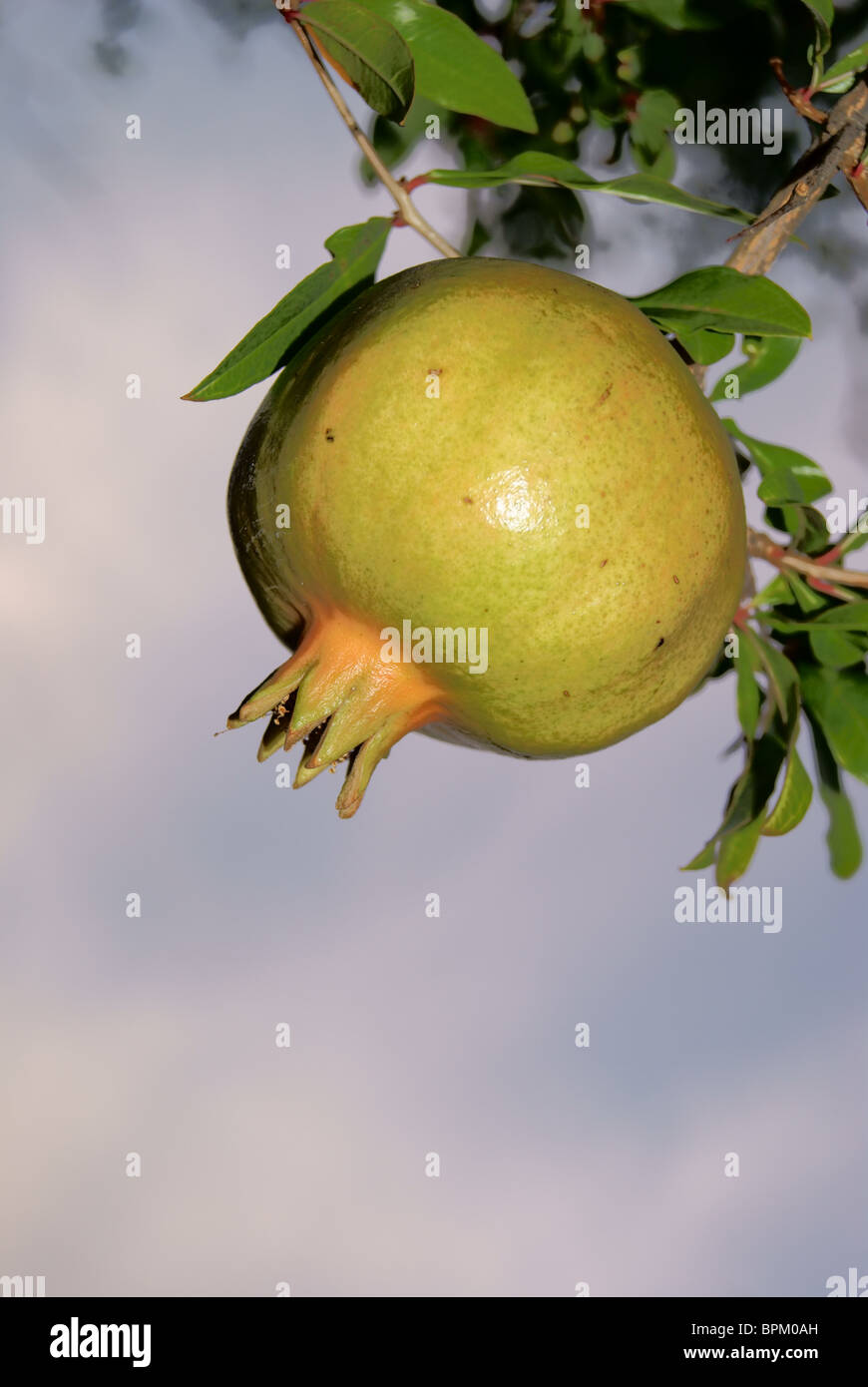 Anar fruit hi-res stock photography and images - Alamy
