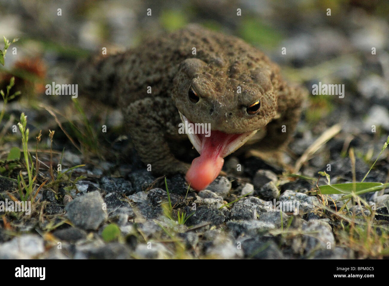 Toad Tongue Human Condition