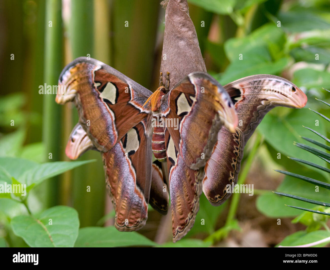 Giant moth hi-res stock photography and images - Alamy