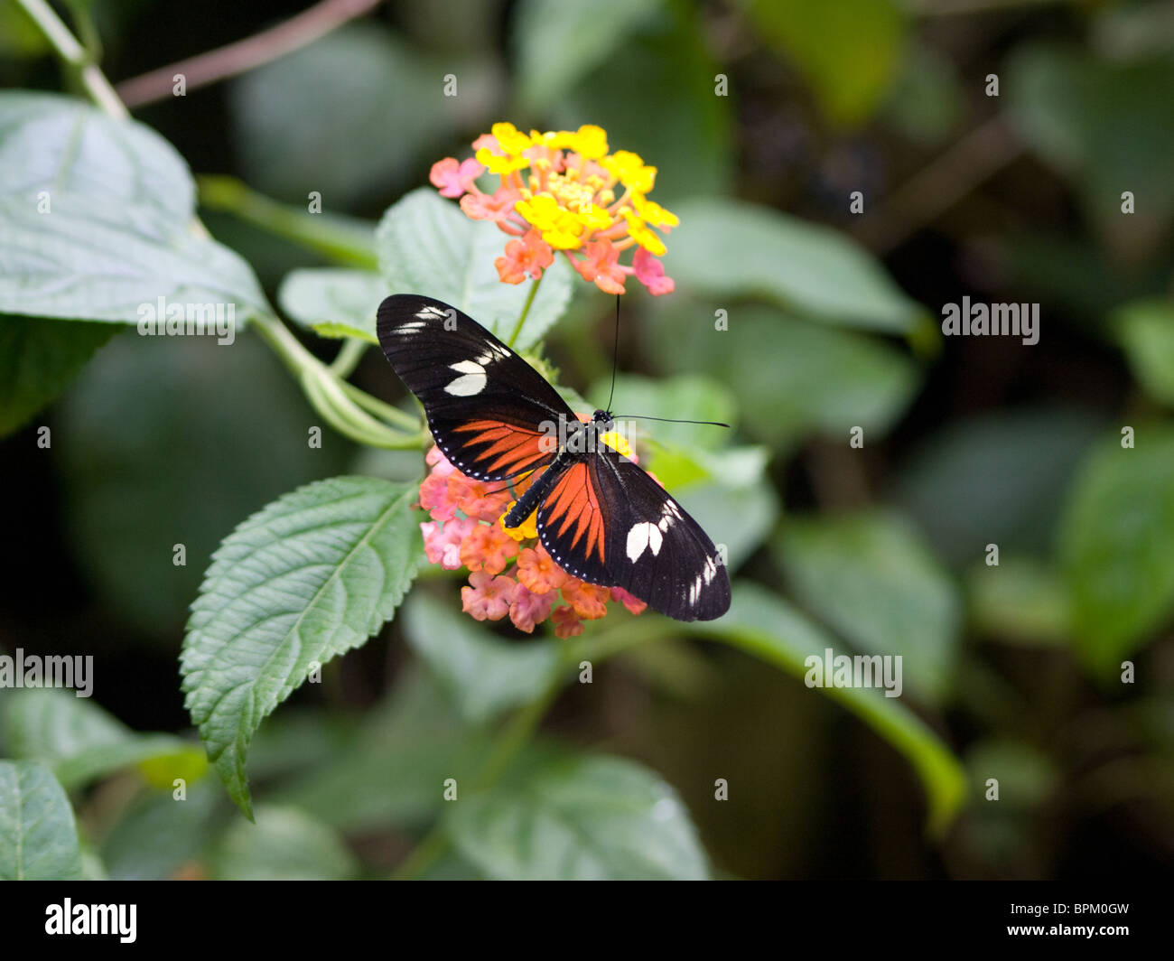 Heliconius butterfly hi-res stock photography and images - Alamy