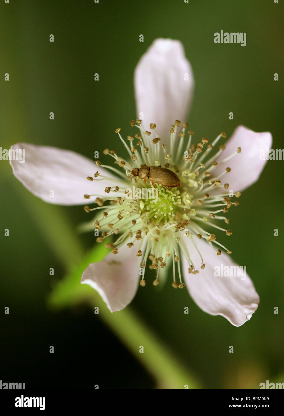 Raspberry Beetle, Byturus tomentosus, Coleoptera, on Bramble Flower ...