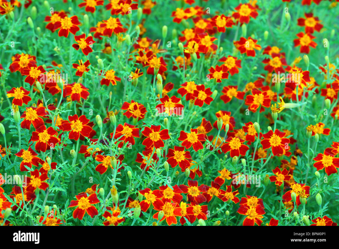 Dwarf flowers hi-res stock photography and images - Alamy