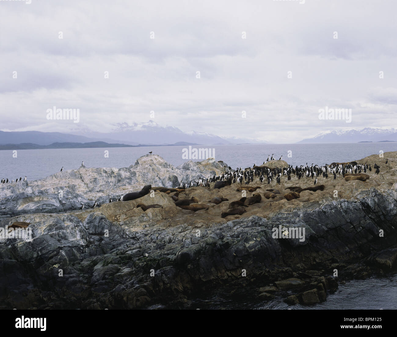 Beagle Channel, Patagonia, Argentina Stock Photo - Alamy