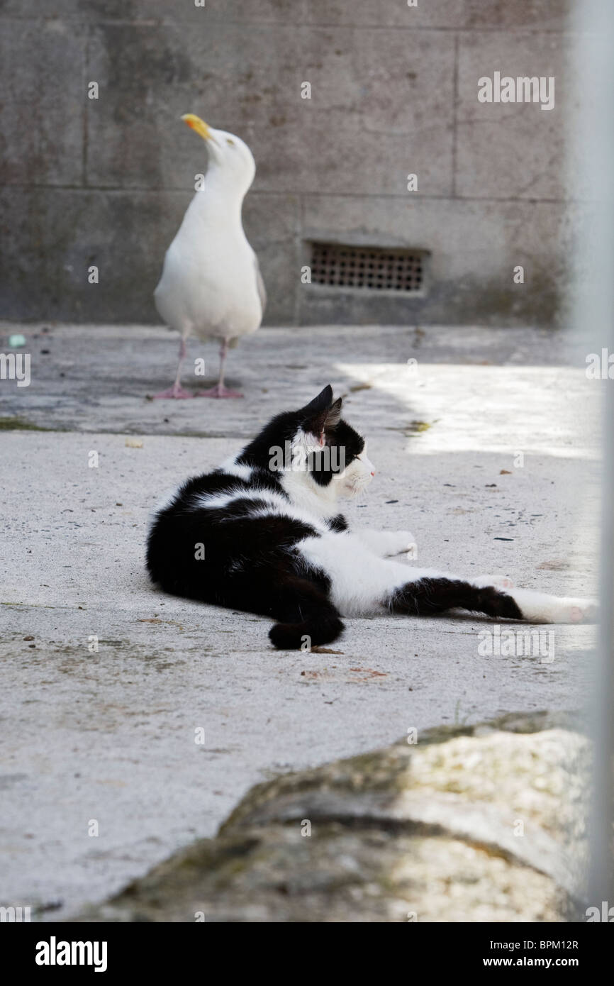 Cat & Seagull Stock Photo - Alamy