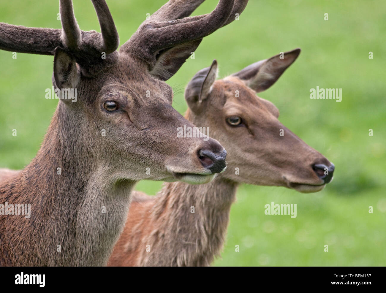 Red Deer (cervus elaphus) Stag and Doe, UK Stock Photo - Alamy