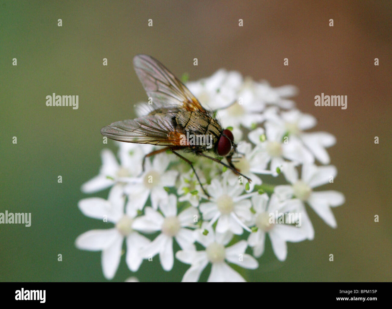 Blood sucking insects hi-res stock photography and images - Alamy