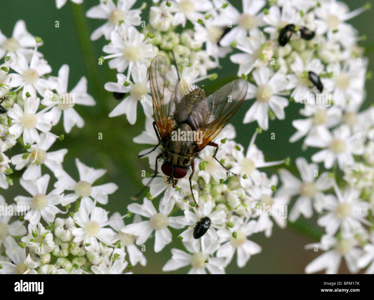 Blood sucking insects hi-res stock photography and images - Alamy