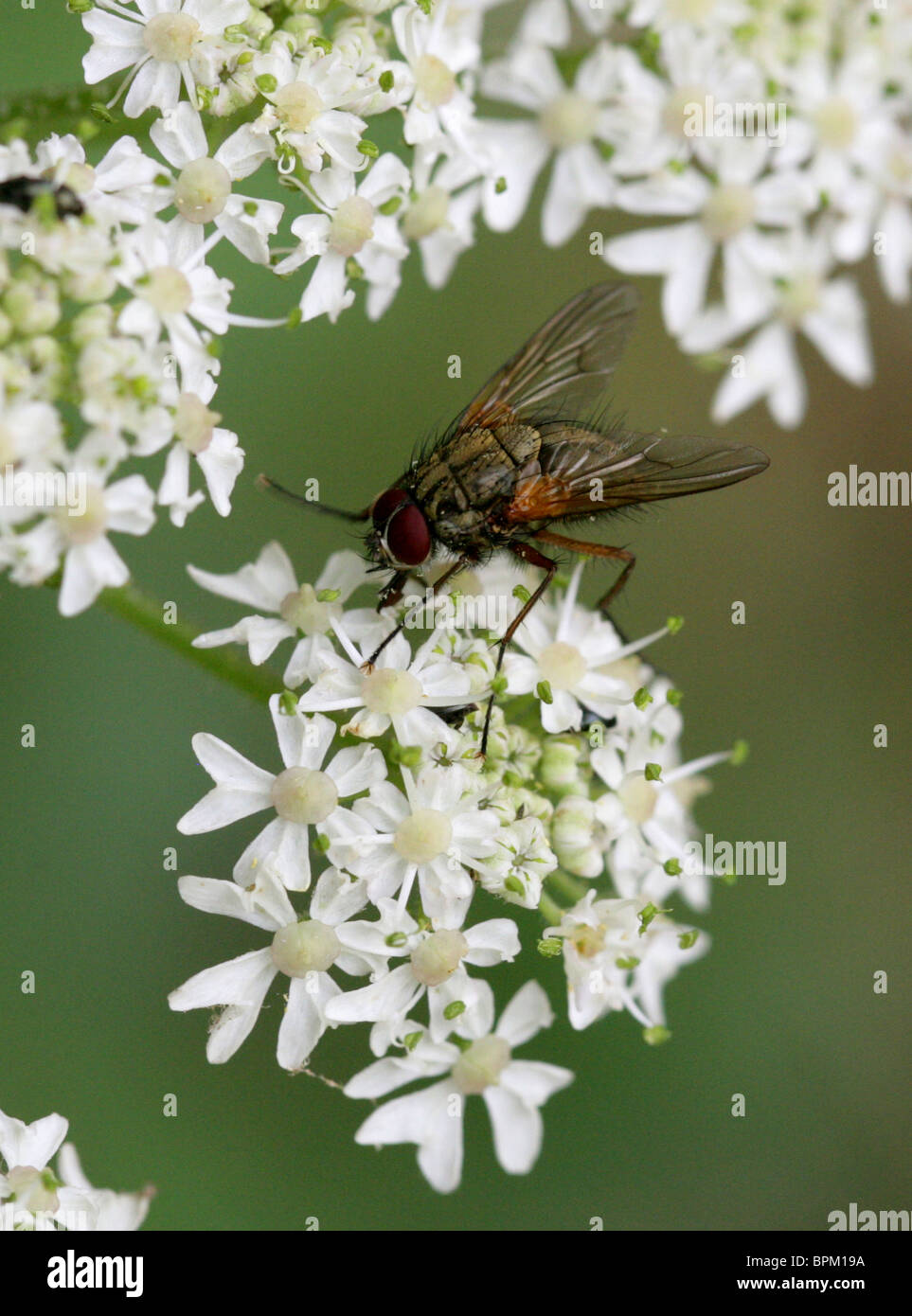 Blood sucking insects hi-res stock photography and images - Alamy