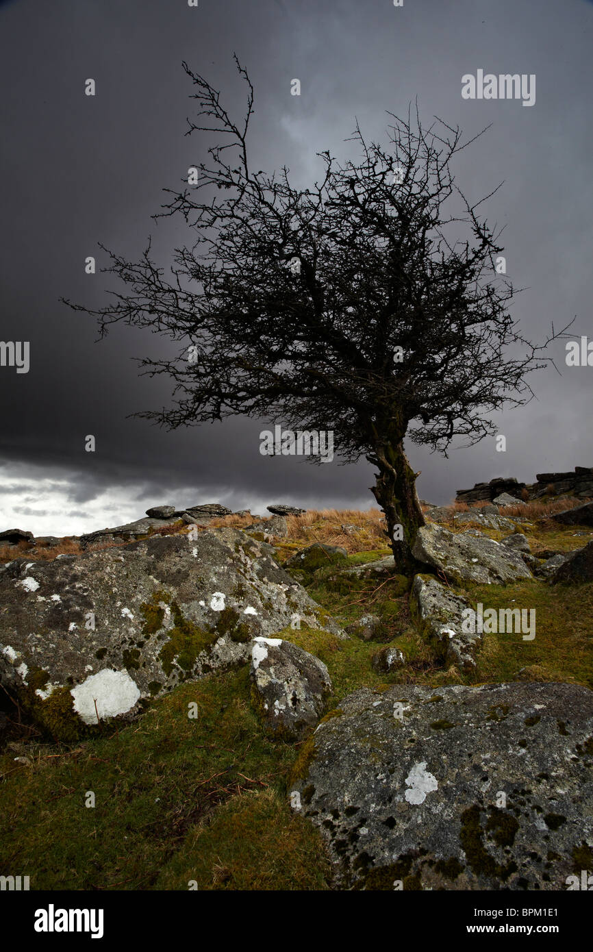 Windswept tree on dartmoor hi-res stock photography and images - Alamy