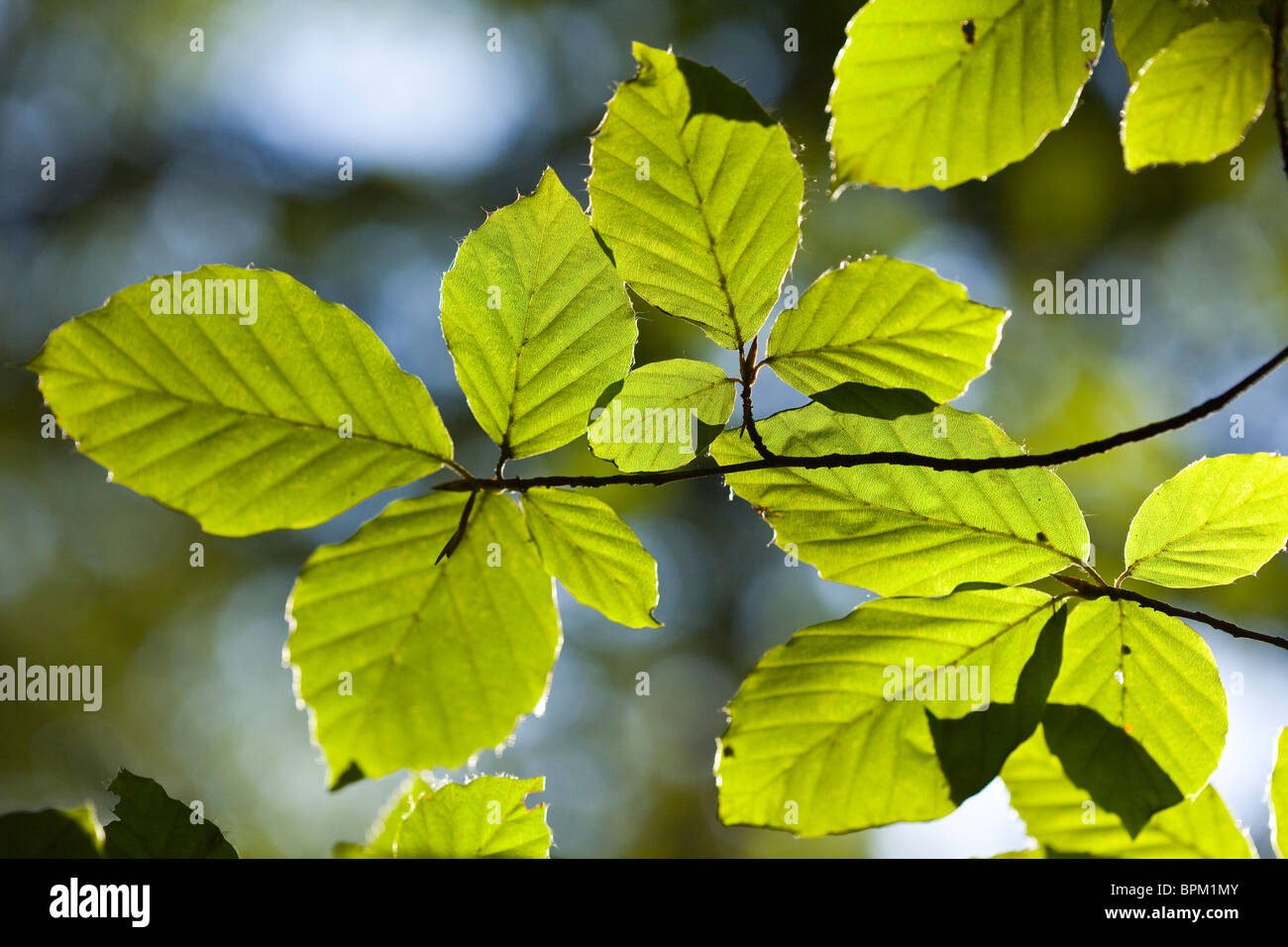 Beech leaves in the new forest Stock Photo - Alamy