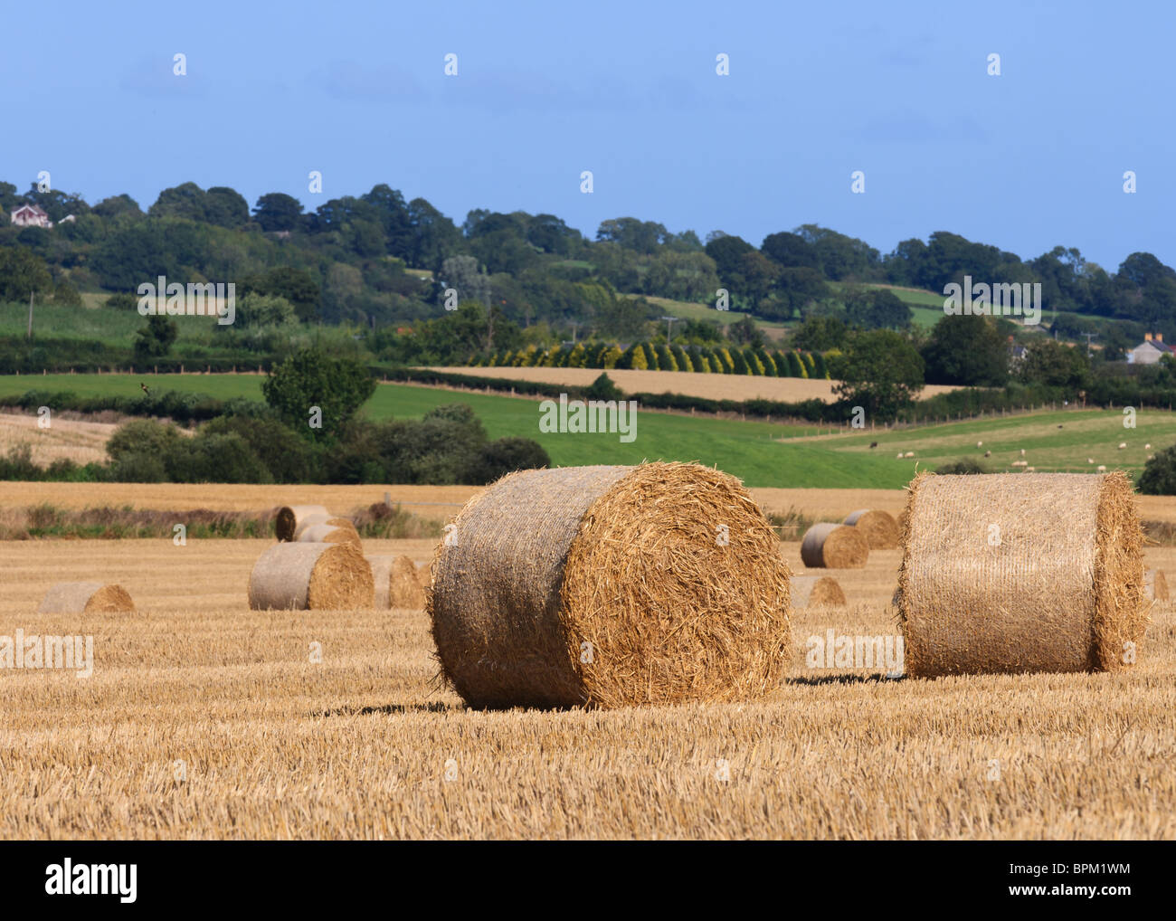 Bales of hay during harvest ready for packing in black plastic Stock ...