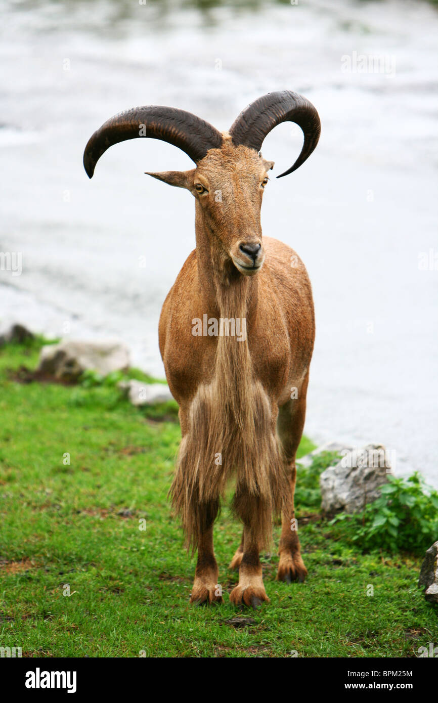 Barbary Sheep - Ammotragus Lervia - Aoudad Stock Photo - Alamy