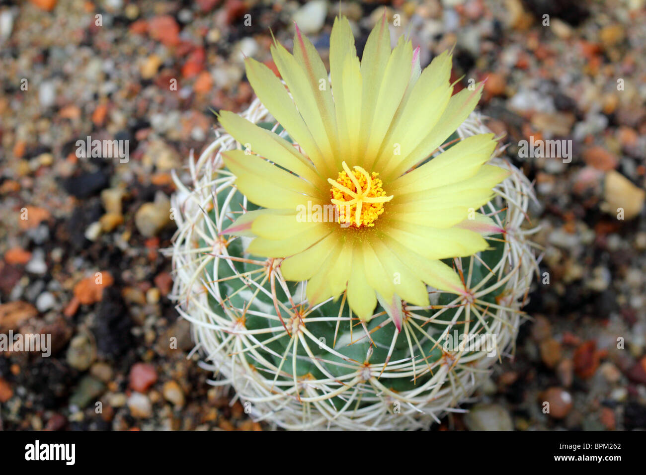 Cactus Coryphantha compacta flower close up Stock Photo - Alamy