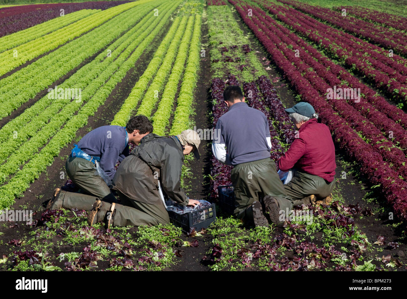 Working farm farms farming worker workers hi-res stock photography and ...