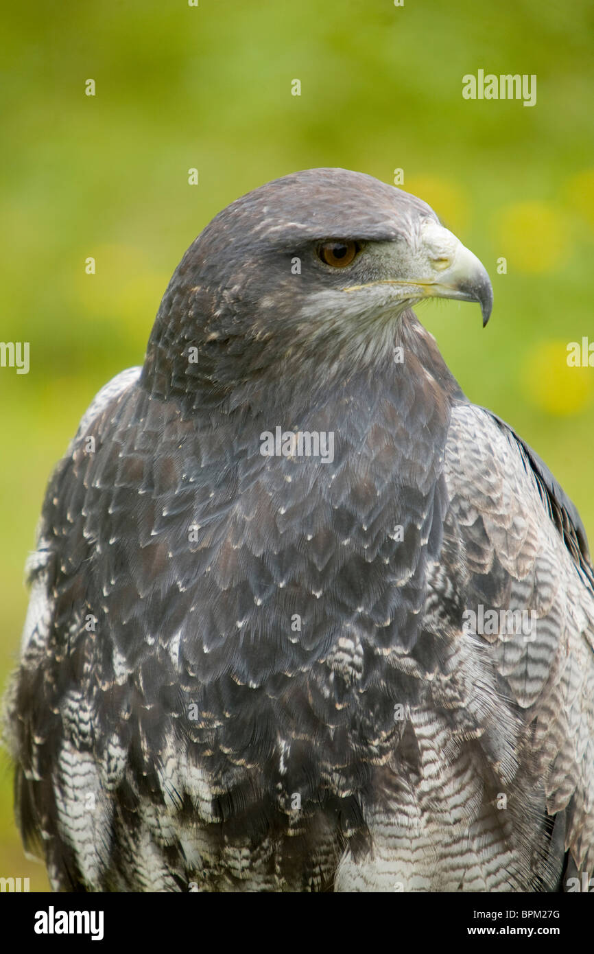 Ecuador, Barred Hawk (Leucopternis princeps) at Parque Condor, a ...
