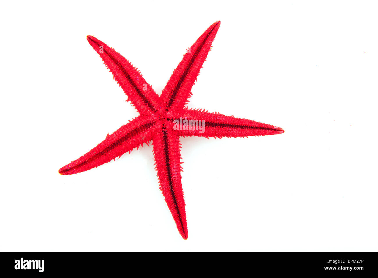 colorful starfish in studio Stock Photo - Alamy