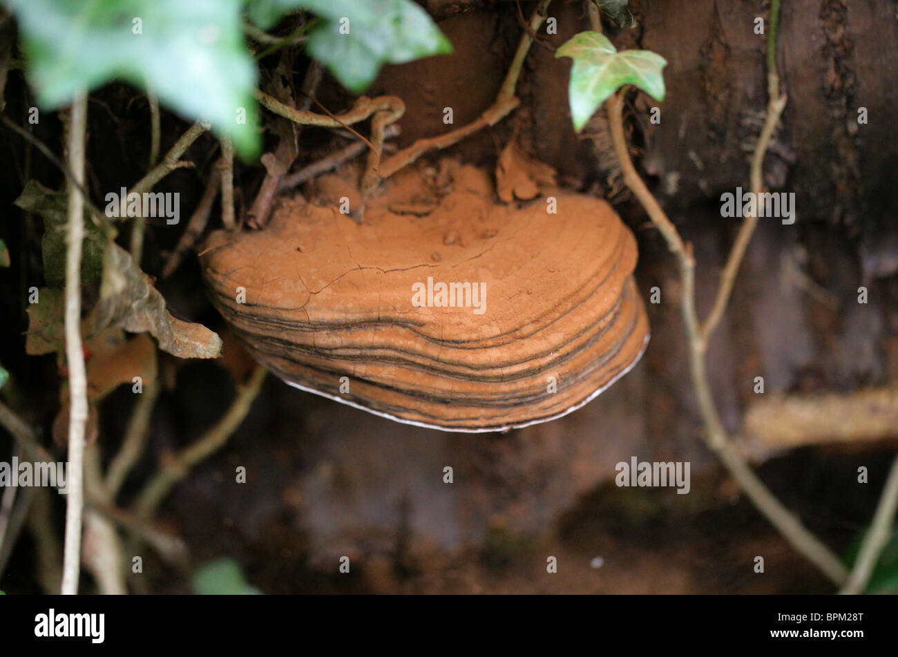 Southern Bracket Fungus, Ganoderma adspersum, Ganodermataceae Stock ...