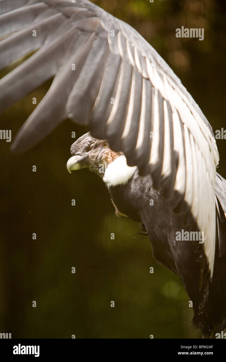 Ecuador; Zuleta; hacienda Stock Photo - Alamy