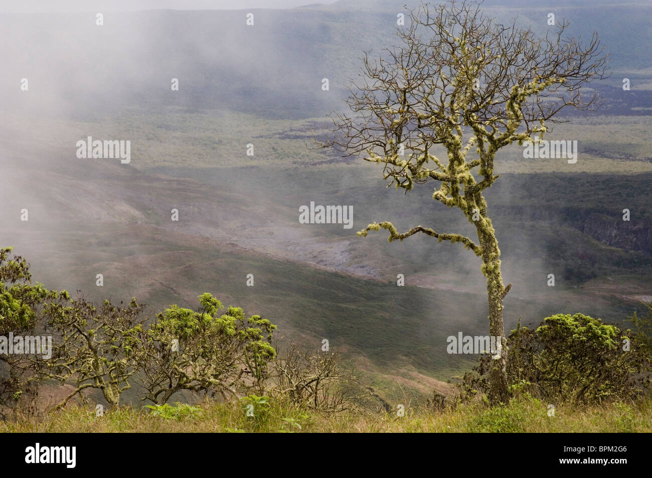 Alcedo Volcano Scenic, Isabela Island, Galapagos Islands, Ecuador. One ...