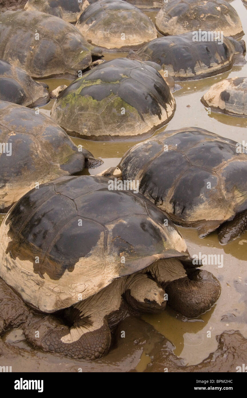 Galapagos Giant Tortoises Alcedo Volcano crater floor, Isabela Island ...