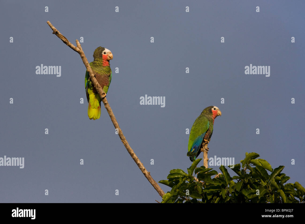 CUBAN AMAZON PARROTS (Amazona leucocephala) vulnerable species, Maria ...