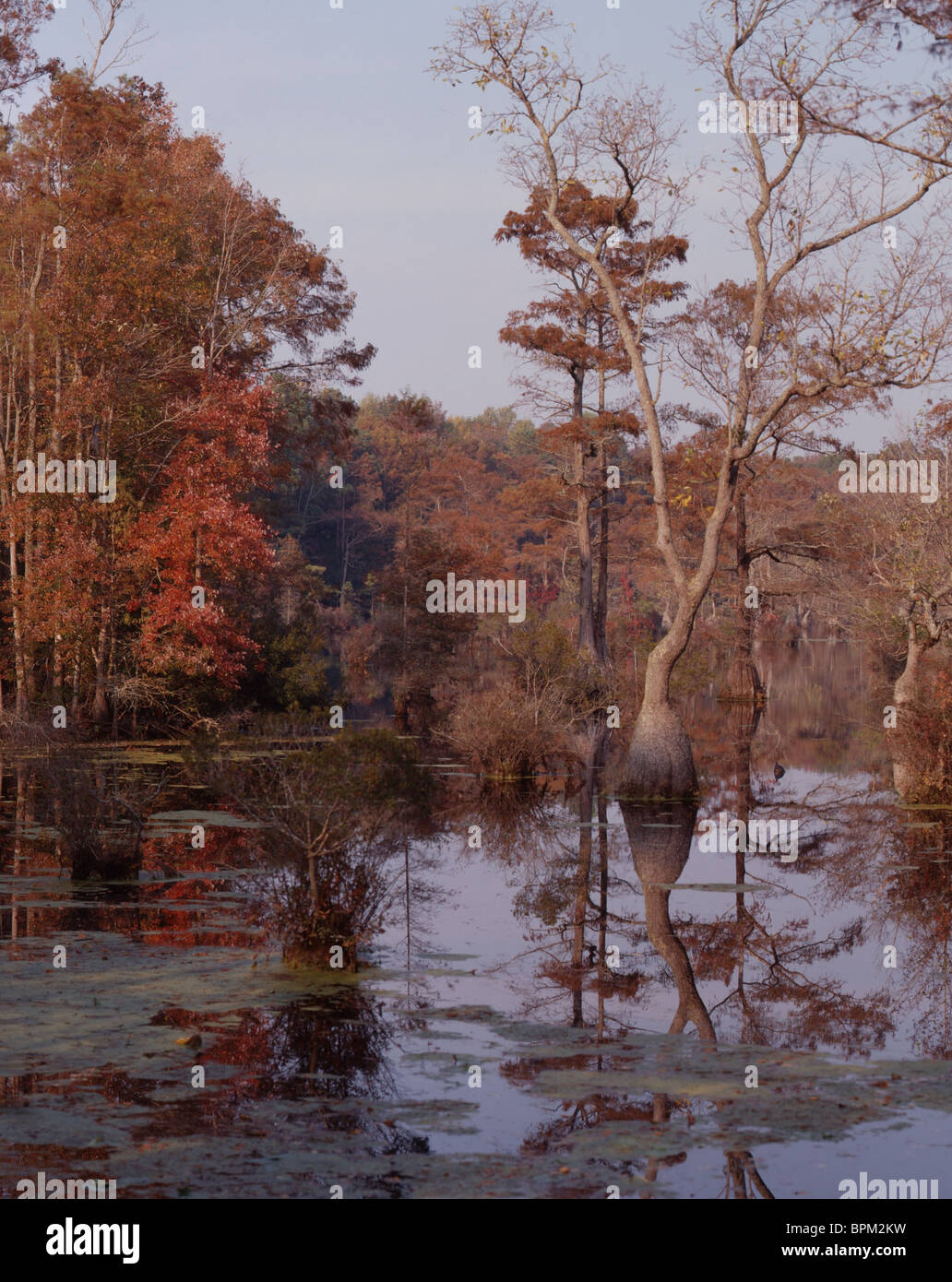 Merchants mill pond state park hi-res stock photography and images - Alamy