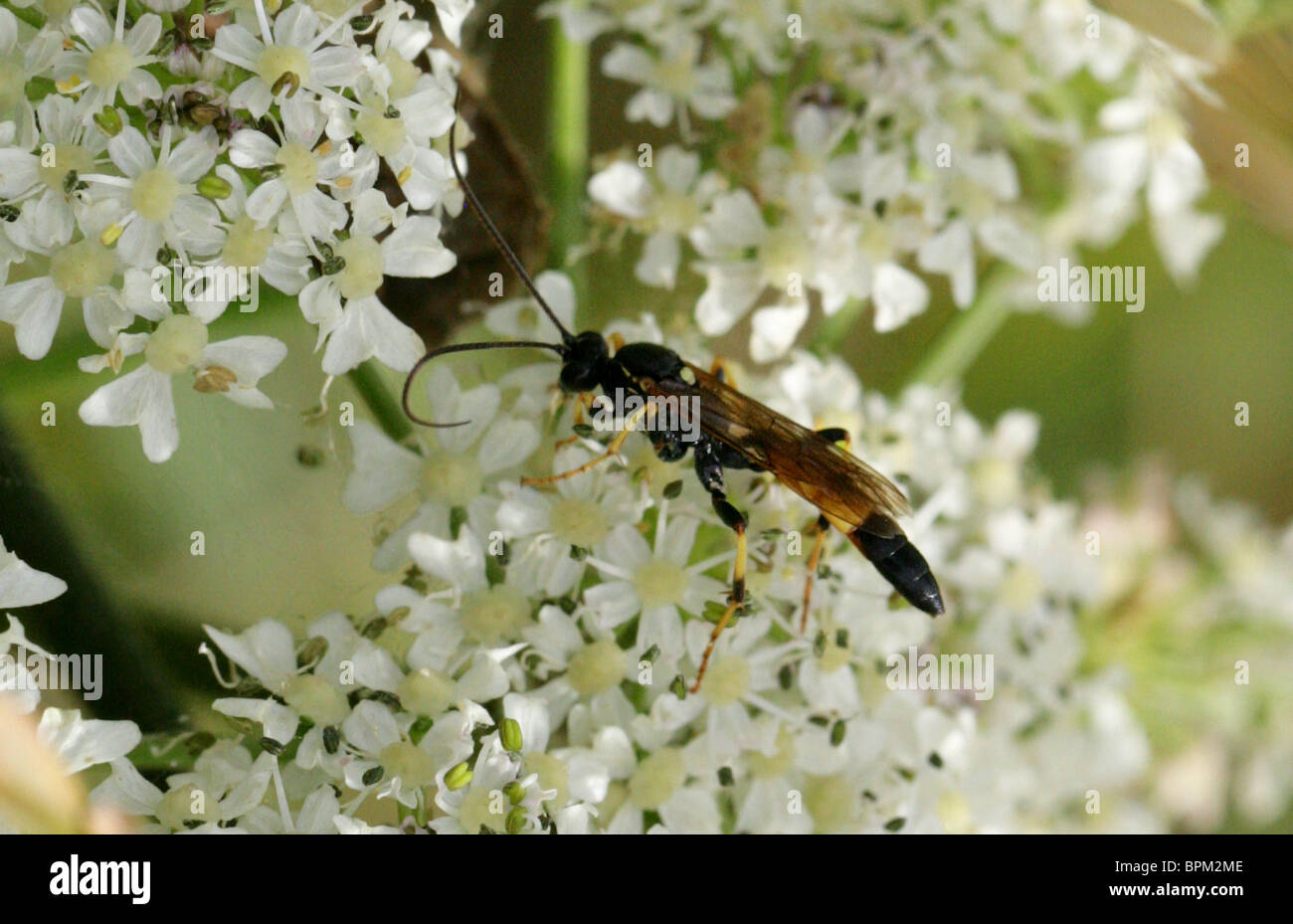 Ichneumon Wasp, Amblyteles armatorius, Ichneumonini, Ichneumonidae, Ichneumonoidea, Apocrita ...