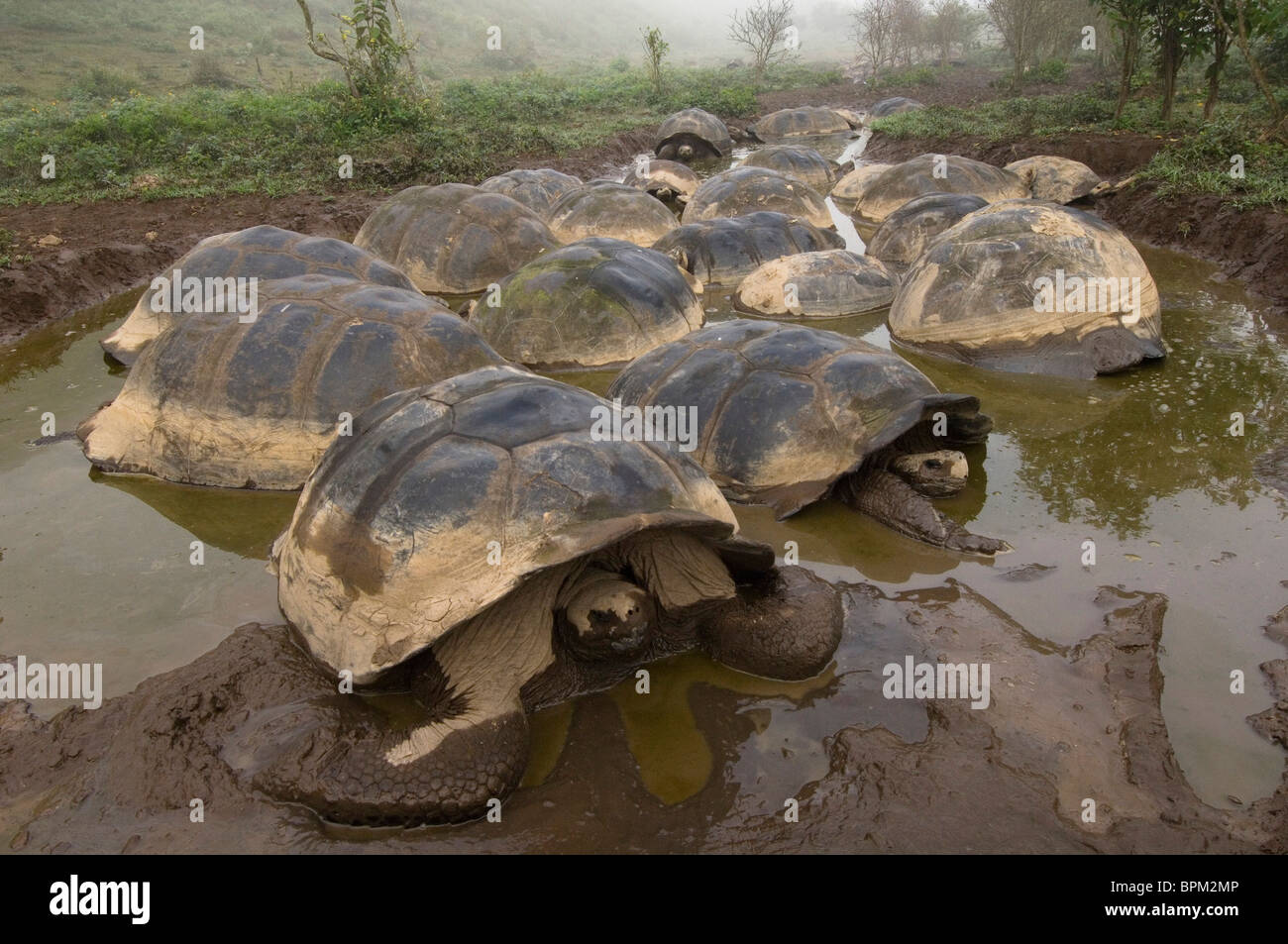 Galapagos Giant Tortoises Alcedo Volcano crater floor, Isabela Island ...