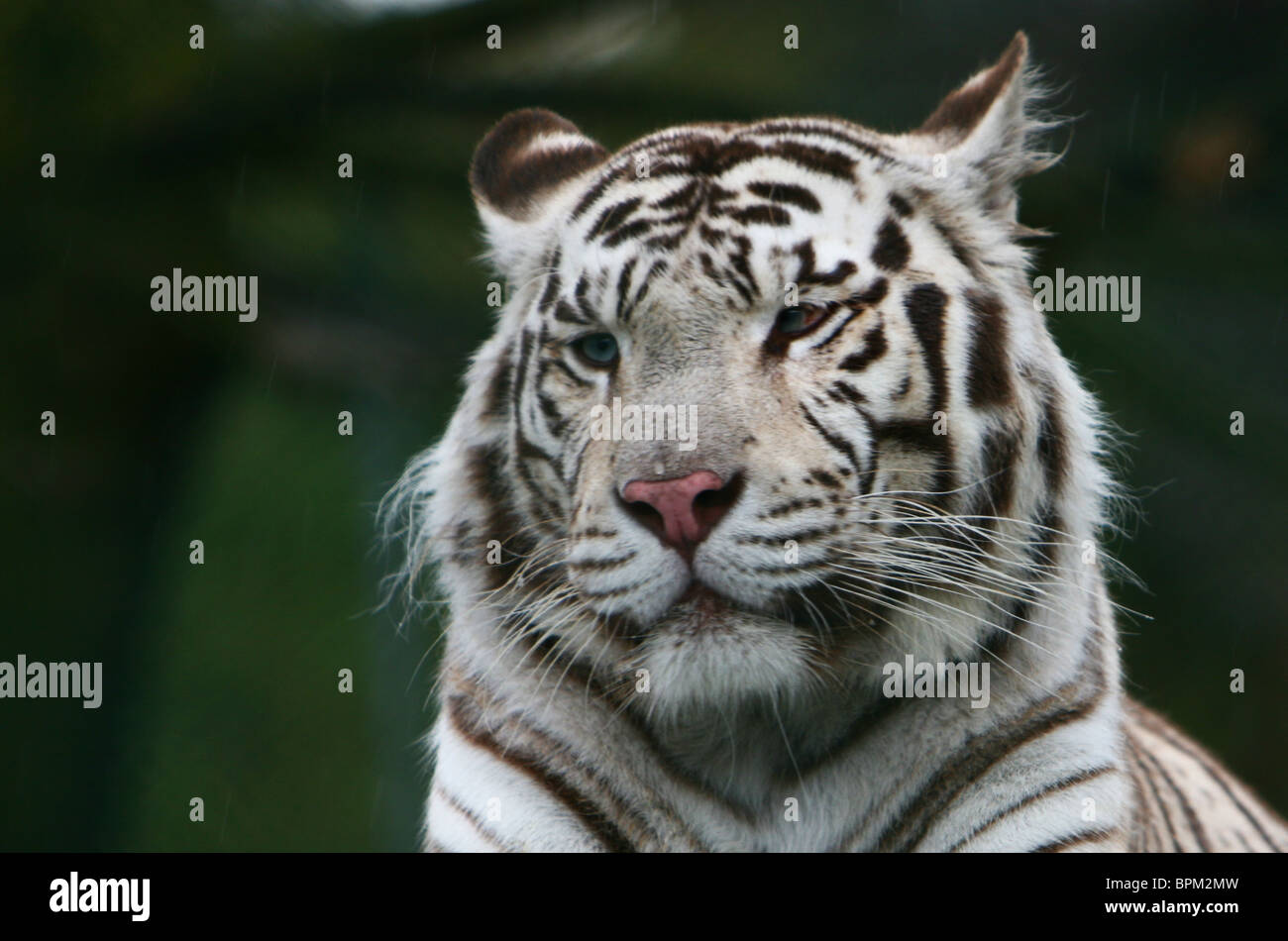 White Tiger (Panthera tigris) Close up head & shoulders Stock Photo - Alamy