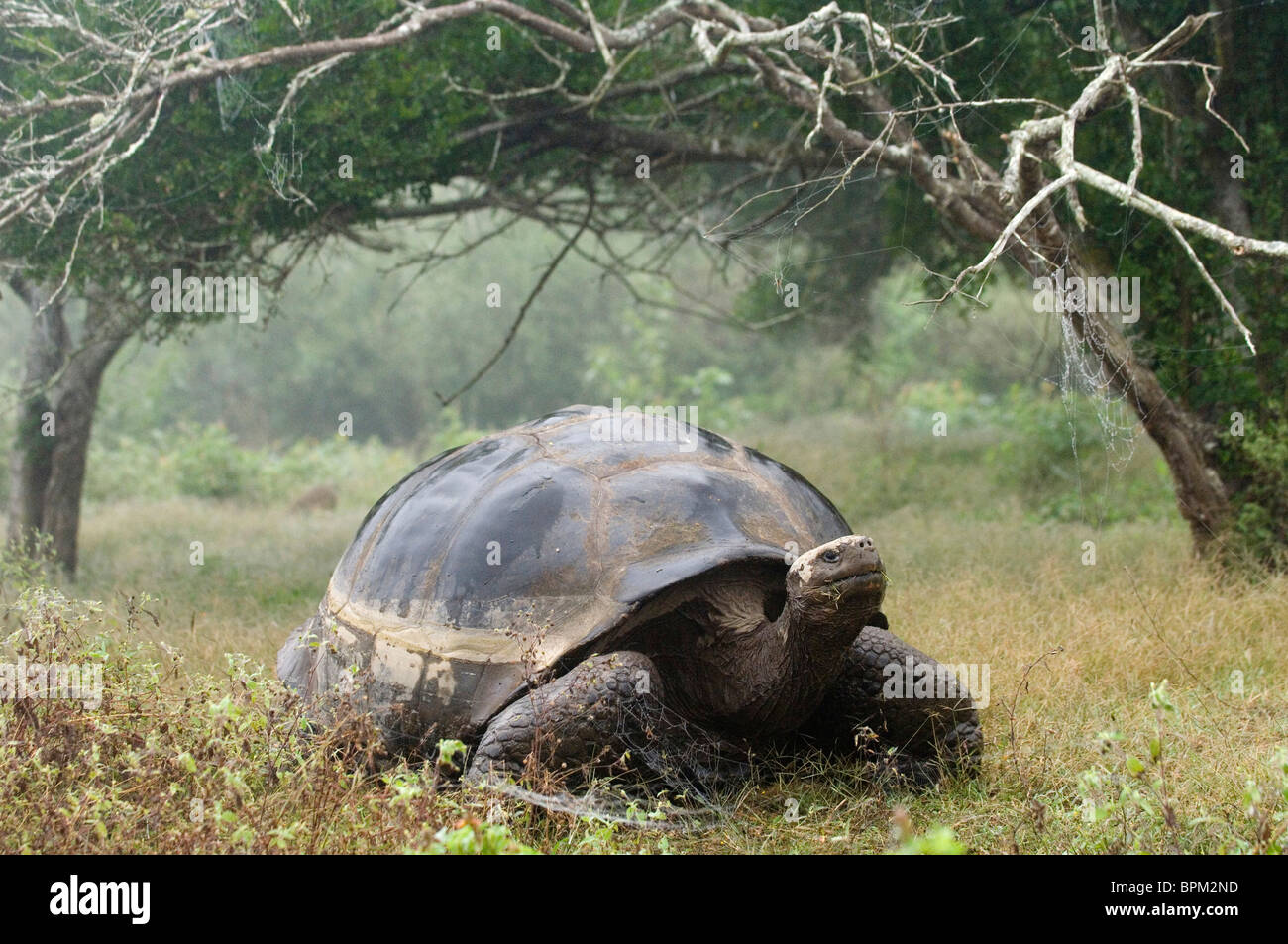 Galapagos Giant Tortoise Alcedo Volcano crater floor, Isabela Island ...